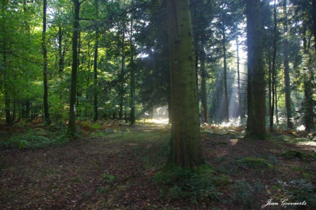 Samedi 09 juin 2018 Chaumont et la forêt domaniale de Florennes ...