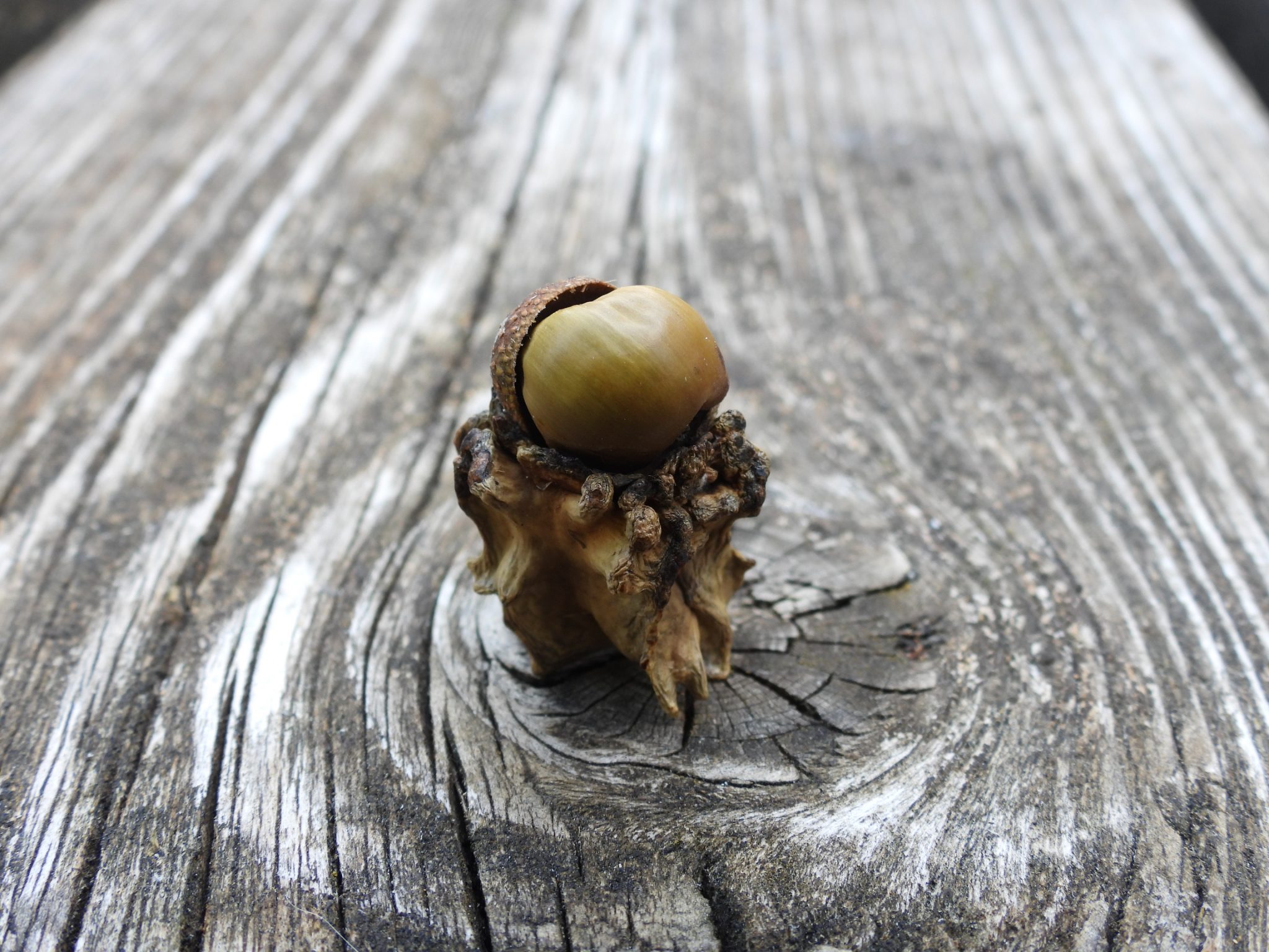 L’une des galles du chêne - Activité Nature Wallonie